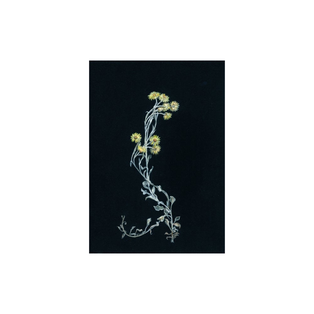 108. Anna Parry - Chrysocephalum apiculatum - Common everlasting | TABI ...