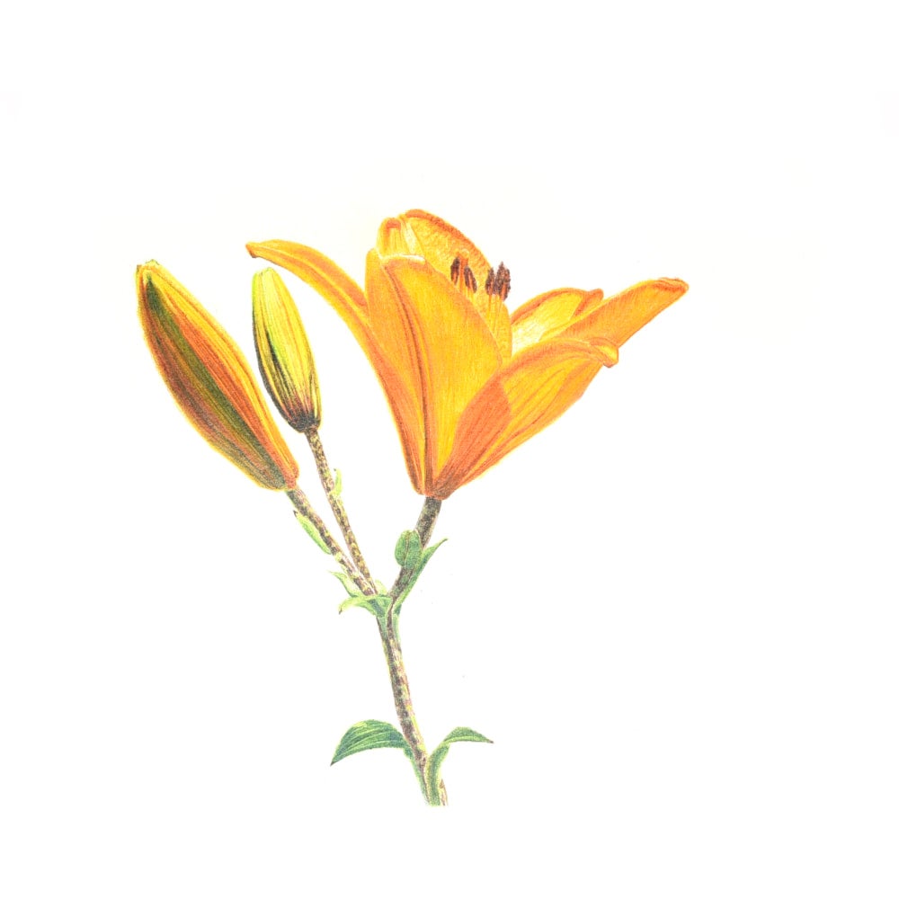 009. Terence Beer - LA Lilium hybrid 'Honesty' - LA Lilium Honesty ...