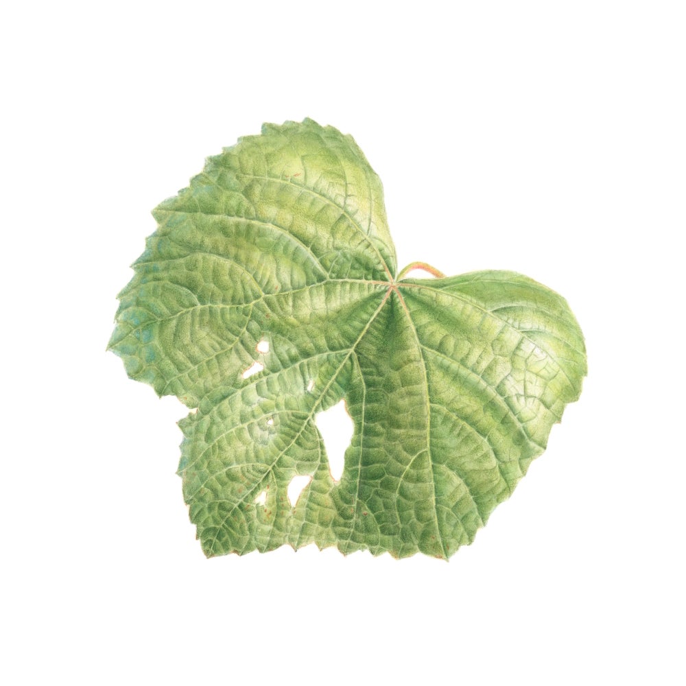 003. Amanda Ahmed - Vitis vinifera - Grape vine leaf | TABI Exhibition ...